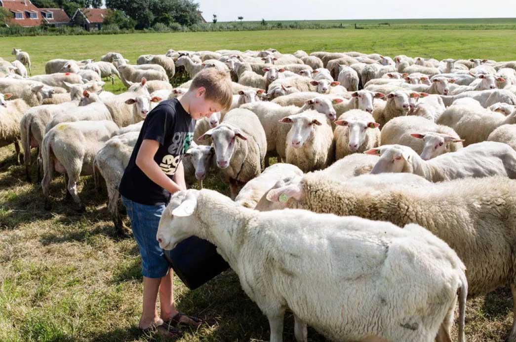 Zelf de boer helpen met het scheren van de schapen